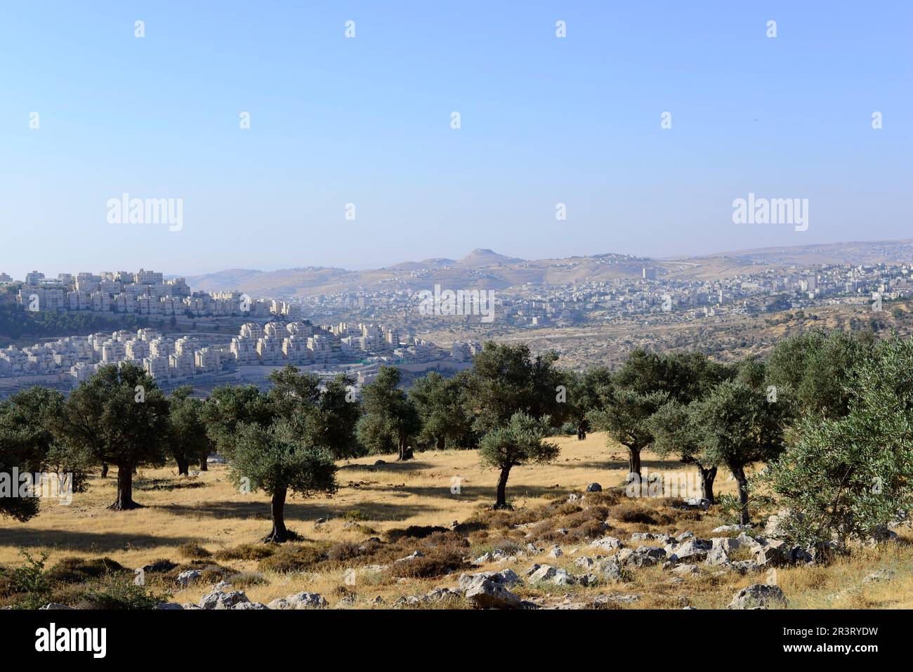 Desert orchid hi-res stock photography and images - Alamy