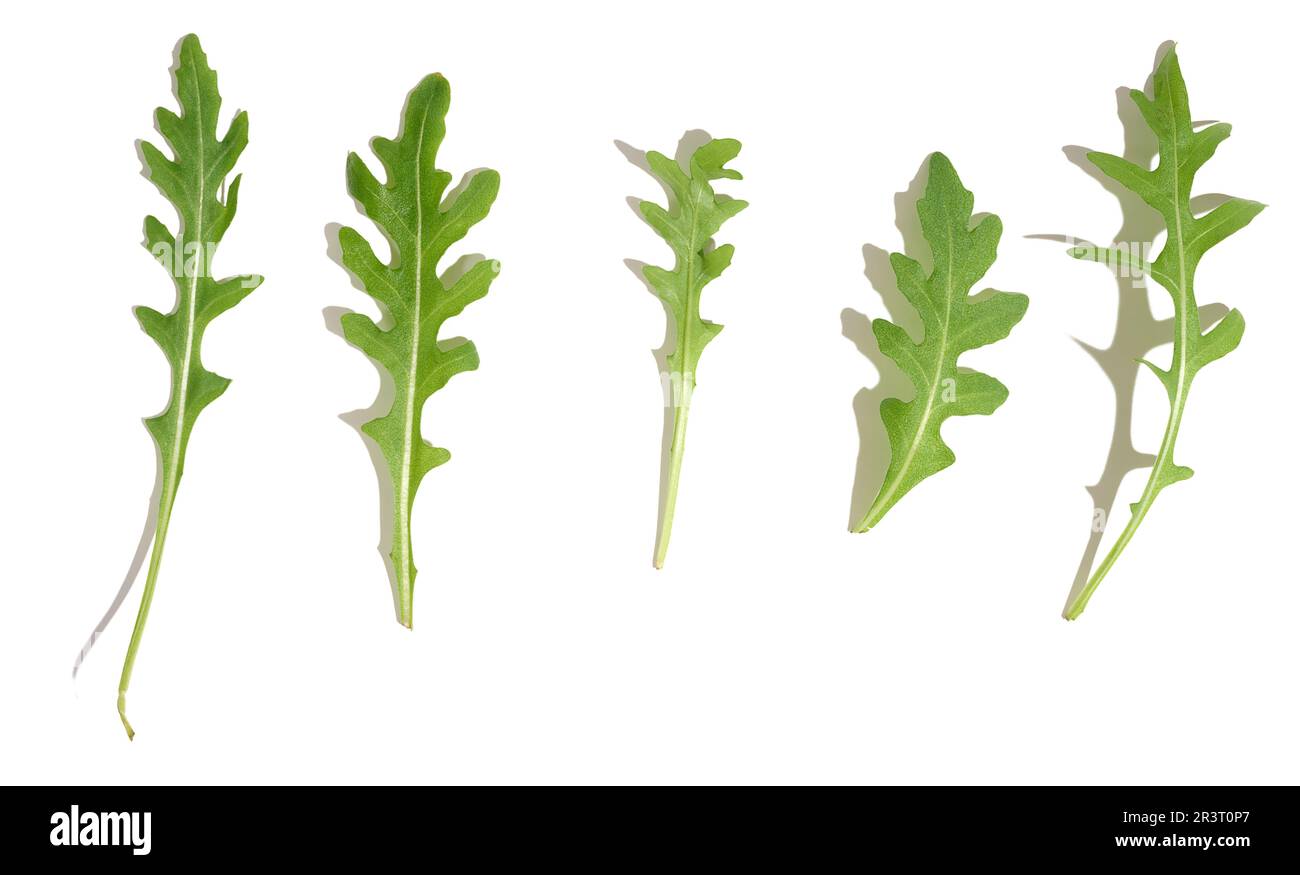 Fresh arugula leaves isolated hi-res stock photography and images - Alamy