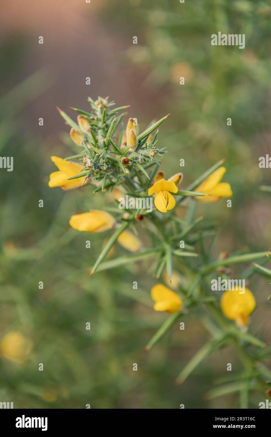 Branch broom hi-res stock photography and images - Alamy