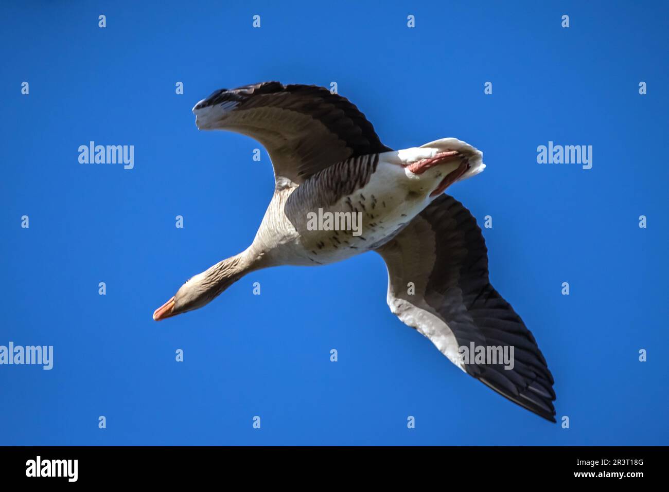 Real goose hi-res stock photography and images - Alamy