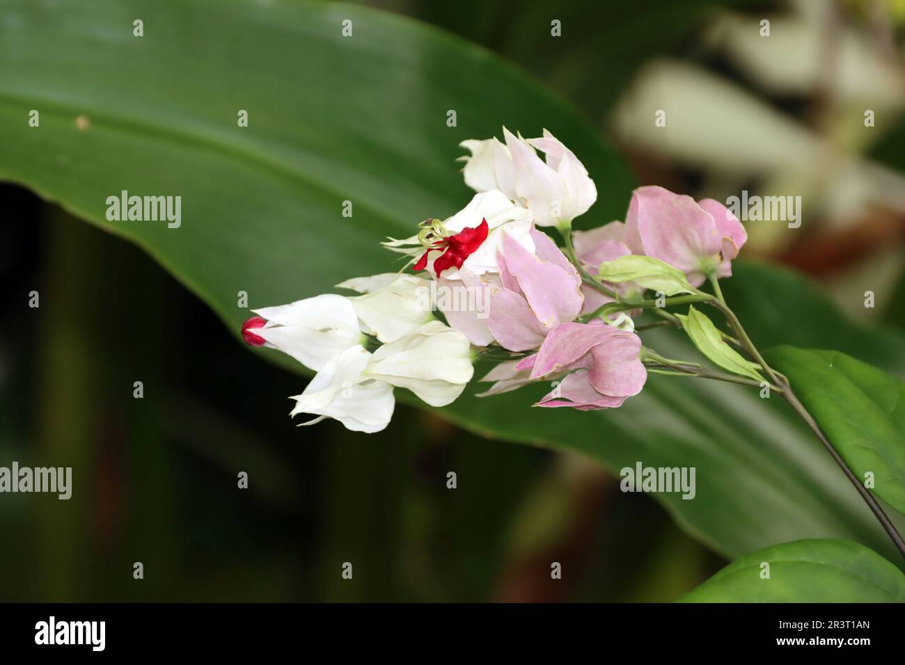 Clerodendron flower hi-res stock photography and images - Alamy