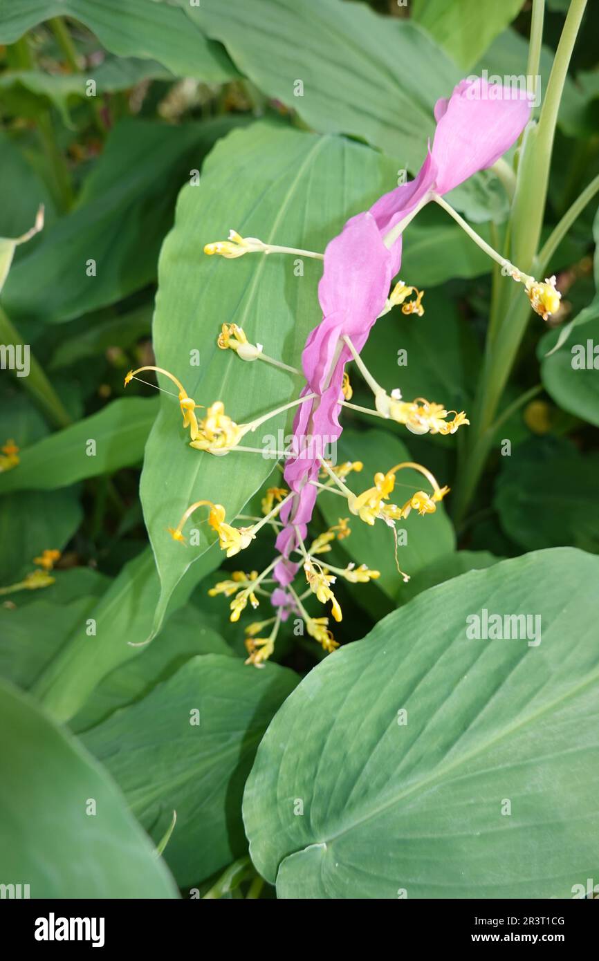 Papaya-leaved cola tree (Cola caricifolia) in botanical garden ...