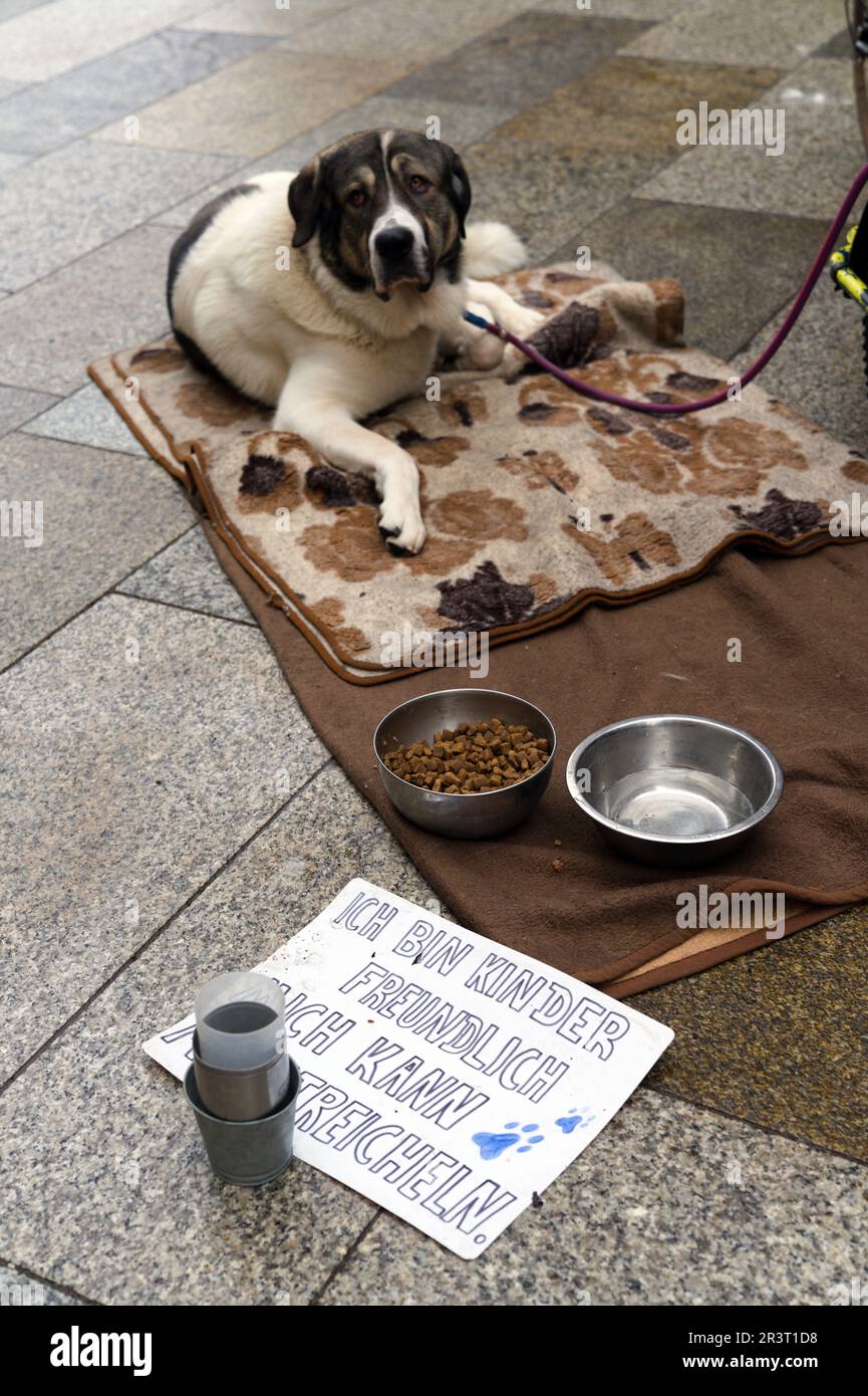 Dog to help with street collection of a homeless man Stock Photo - Alamy