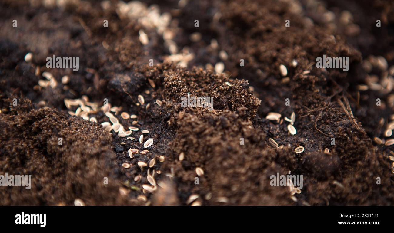 Sown seeds on a bed in the ground. Growing eco-friendly food in the ...