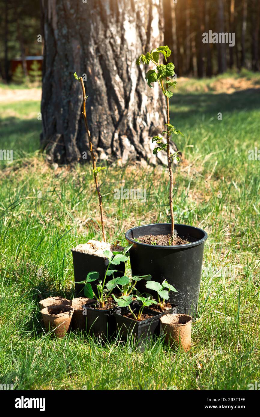 Currants growing pot hi-res stock photography and images - Alamy