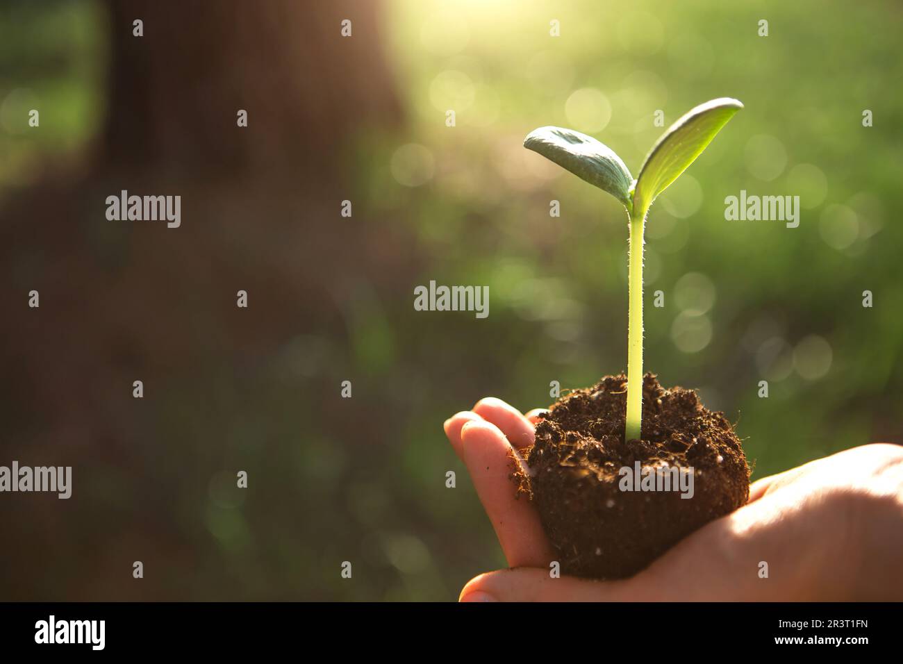 Young green sprout in the hands in the light of the sun on a background ...