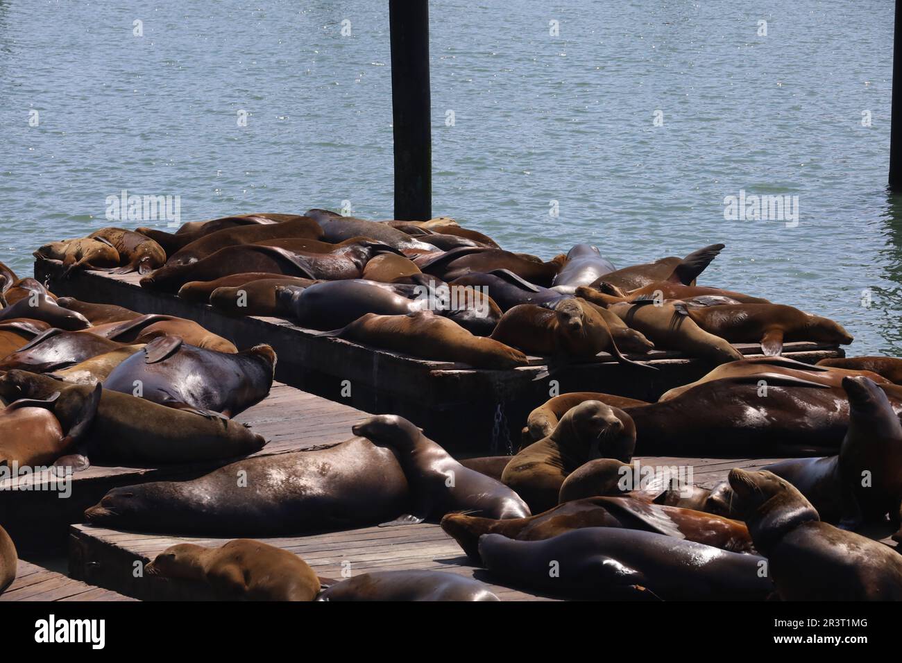 Seals pier 39 san francisco hi-res stock photography and images - Alamy