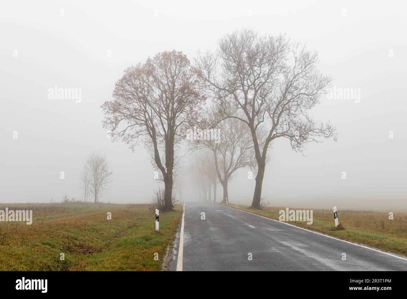Country road with trees and fog Stock Photo - Alamy