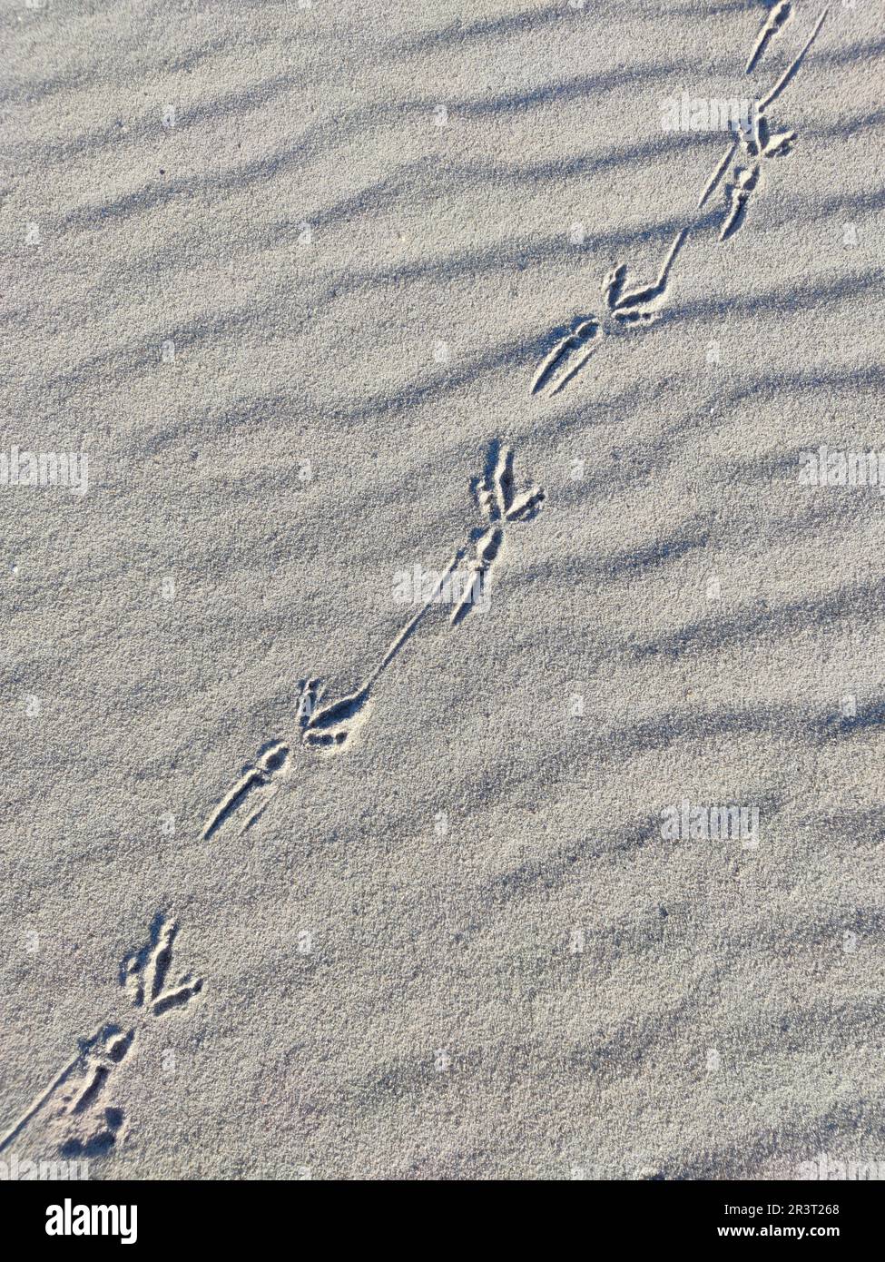 Bird tracks on the beach Stock Photo - Alamy