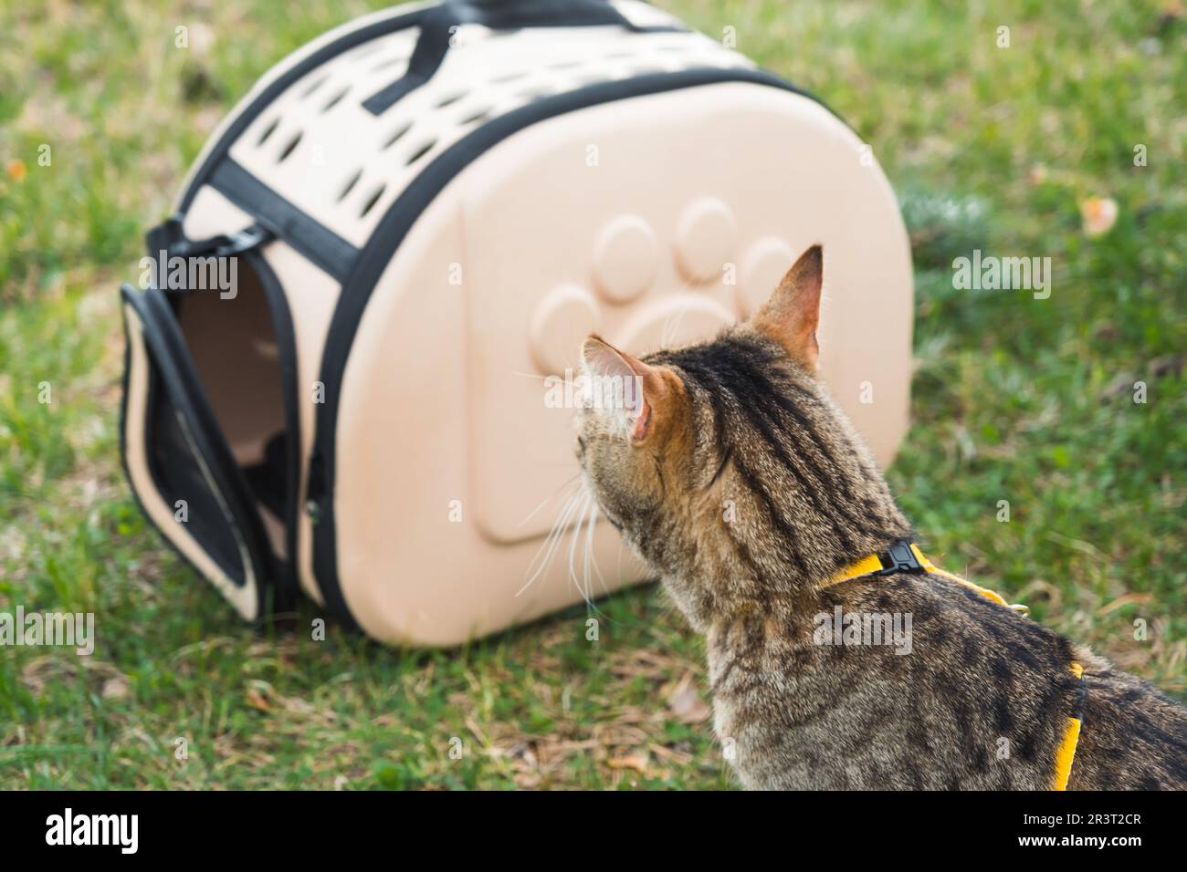 Walking a domestic cat with the owner on a yellow harness. The tabby ...