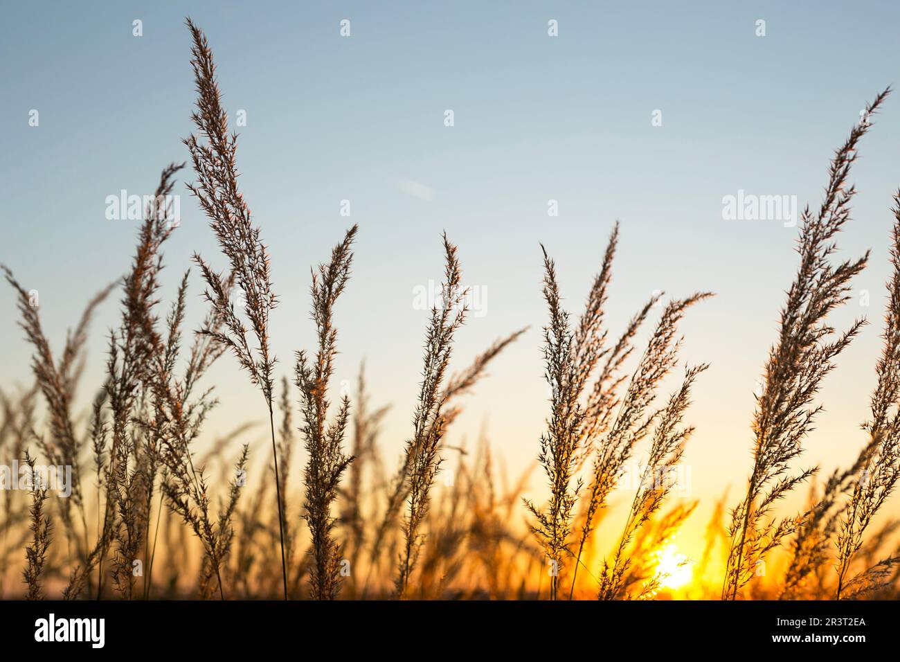 Dry grass-panicles of the Pampas against orange sky with a setting sun ...