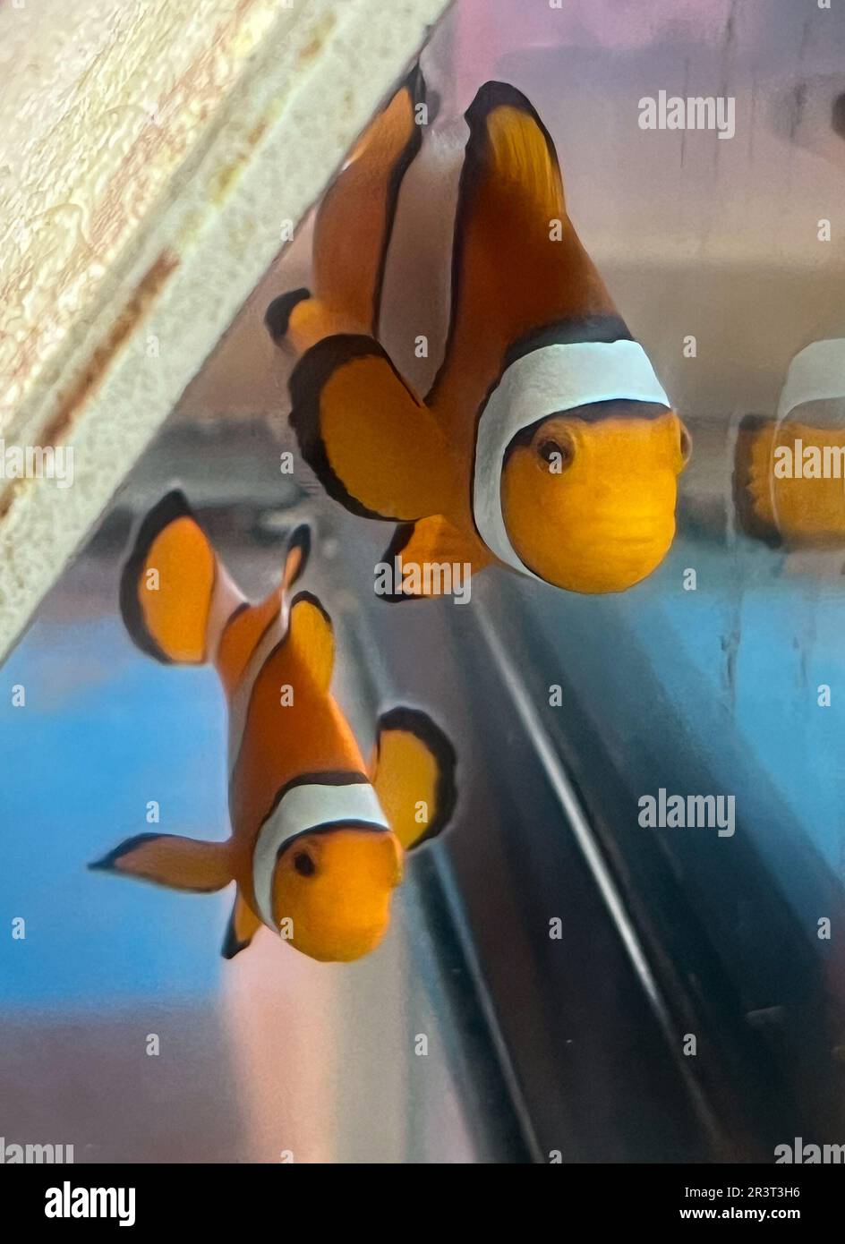 Koh Phi Phi, Thailand. 27th Apr, 2023. Clownfish swim in a pool at the ...