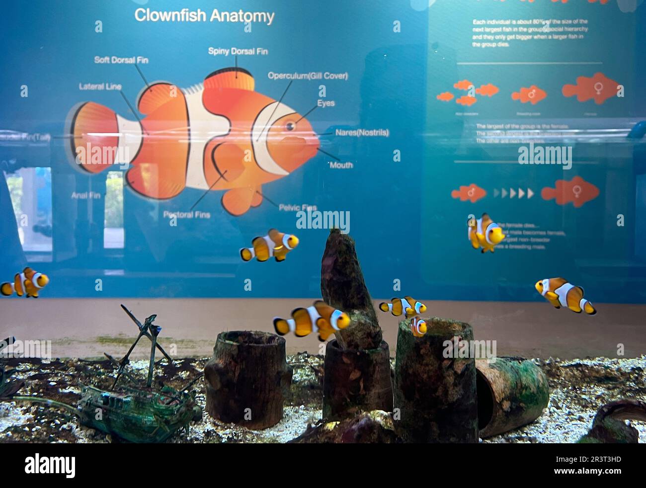 Koh Phi Phi, Thailand. 27th Apr, 2023. Clownfish swim in a tank at the ...