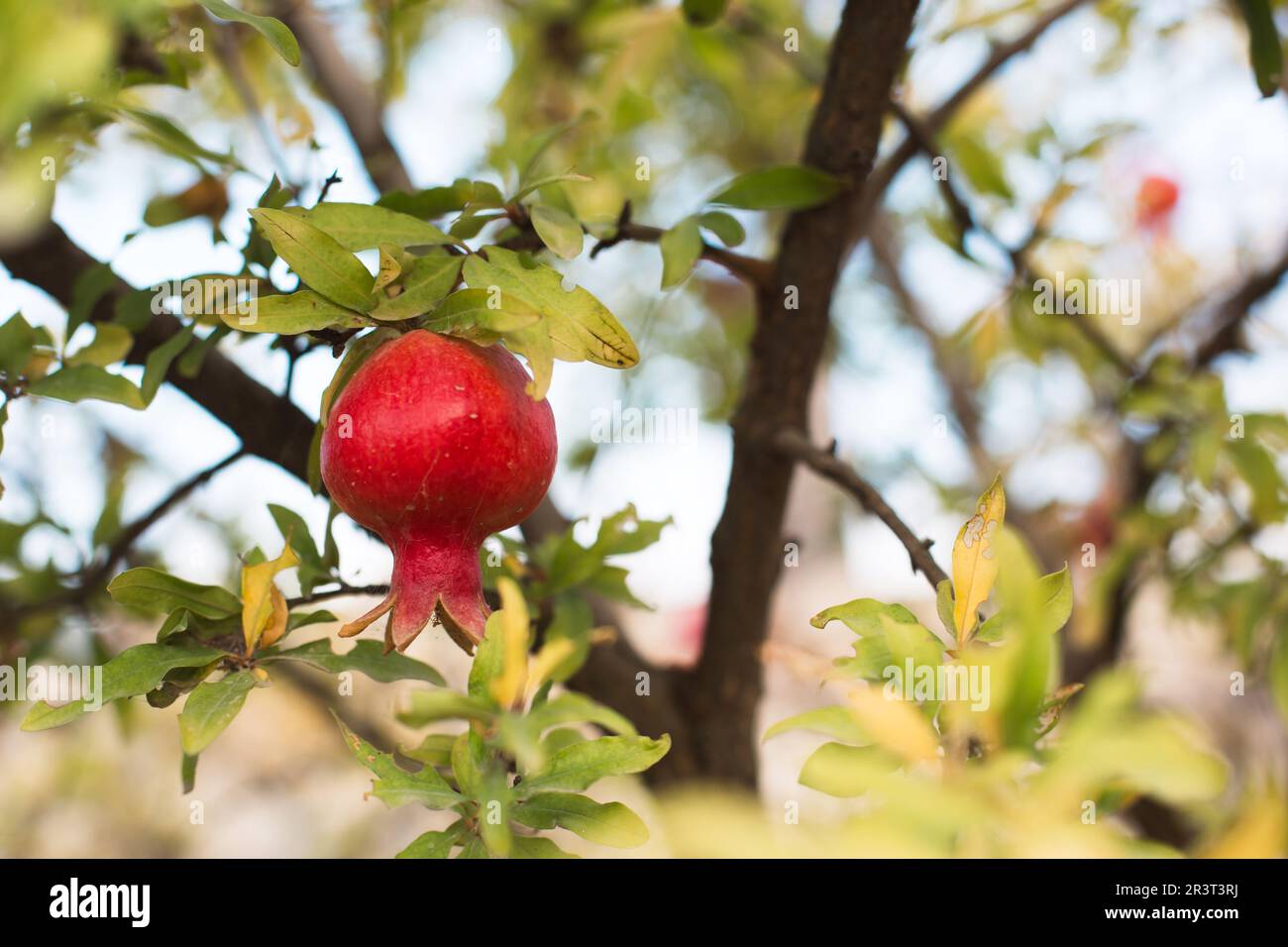 A ripe red pomegranate is hanging on a branch of a fruit tree. Natural ...