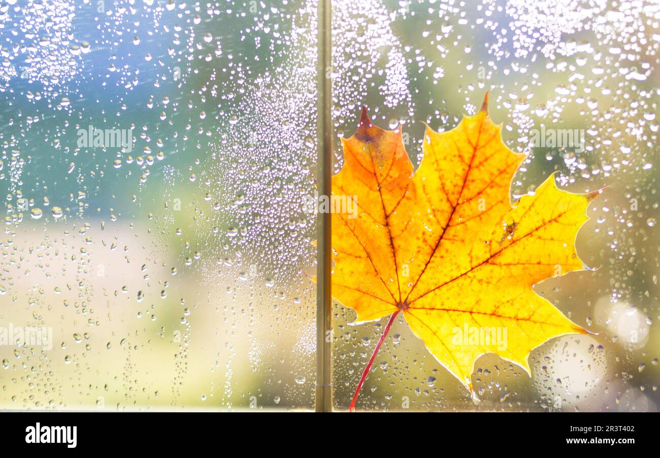 Yellow wet maple leaf hi-res stock photography and images - Alamy
