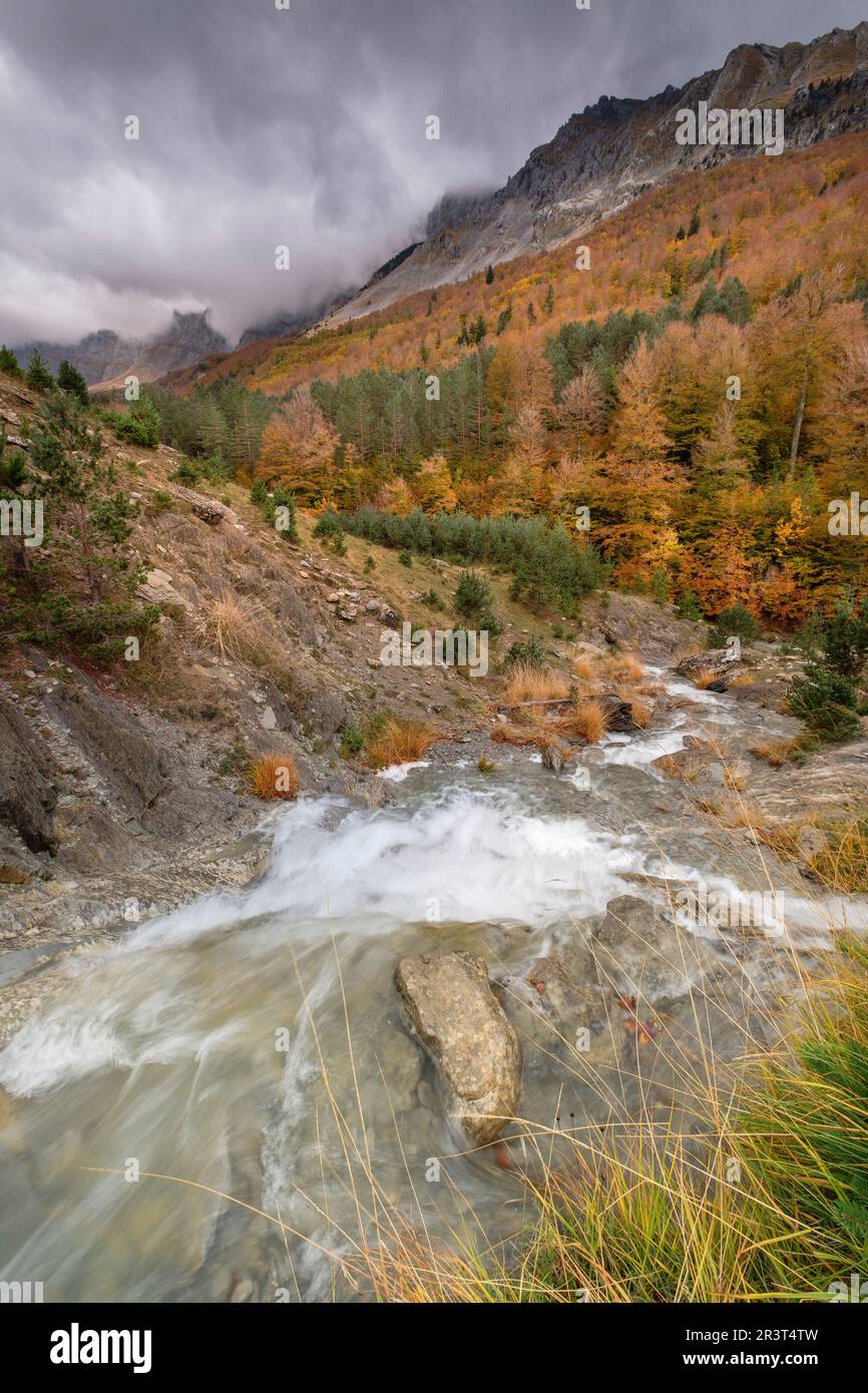 Mountain Ecosystem Pictures