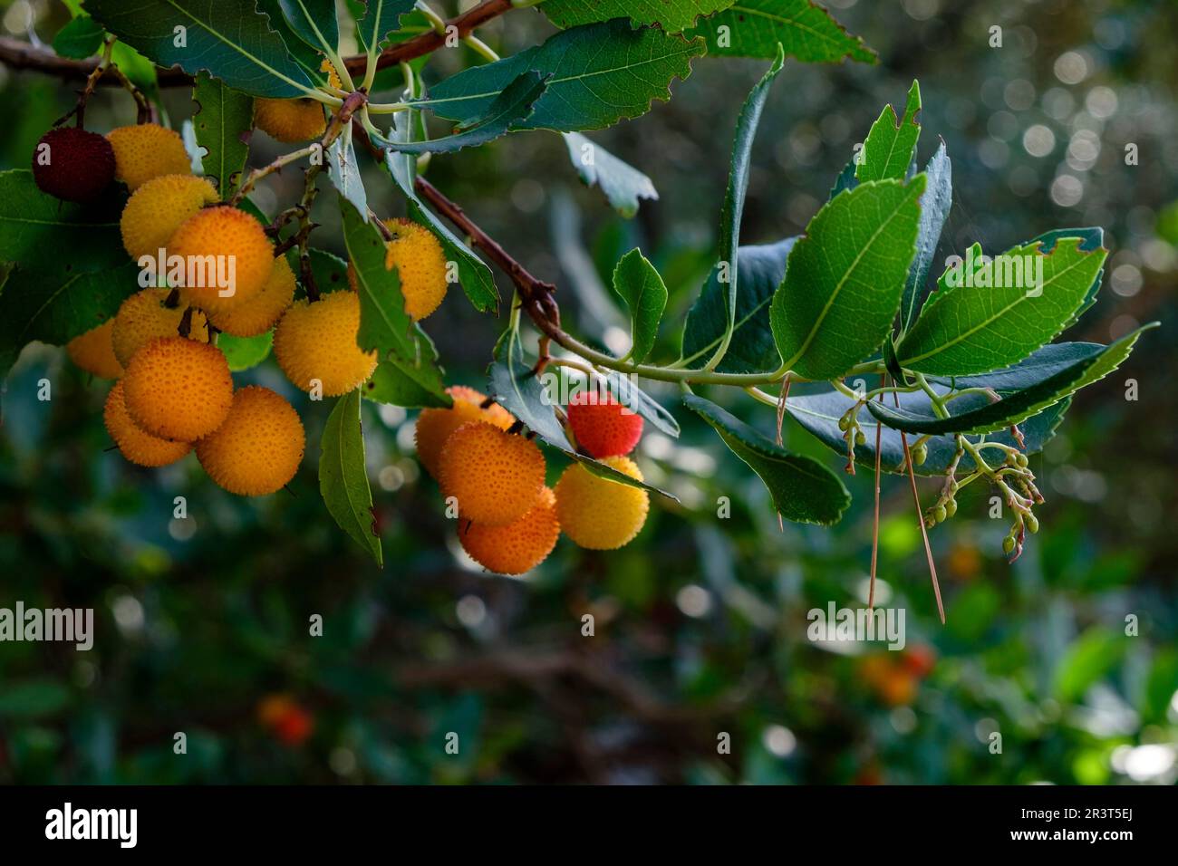Ermitas de mallorca hi-res stock photography and images - Alamy