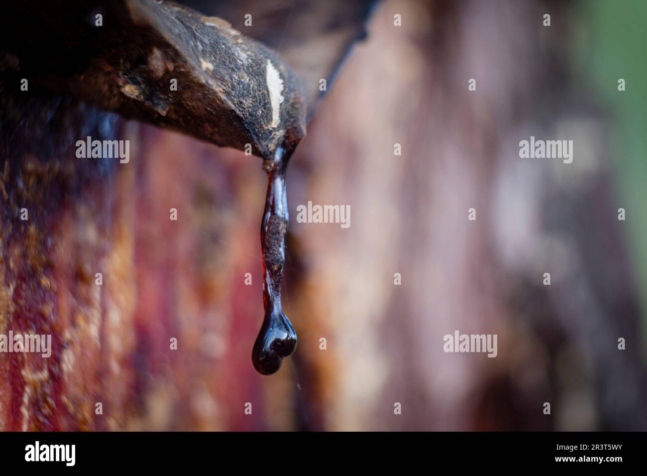 resin extraction in a Pinus pinaster forest, Montes de Coca, Segovia ...