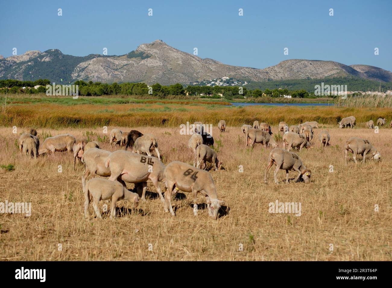 Rebano pastando hi-res stock photography and images - Alamy