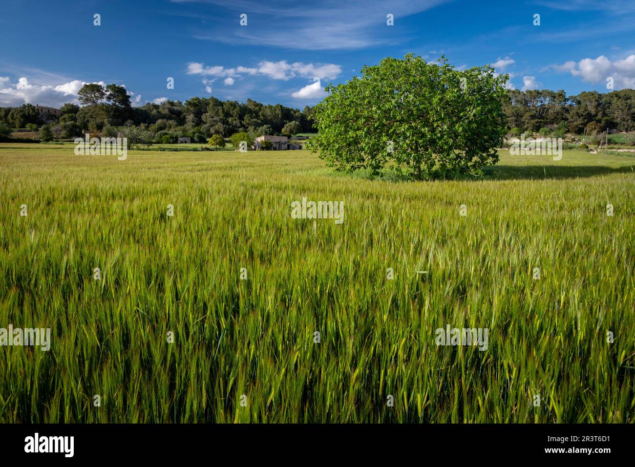 Arbol medicinal hi-res stock photography and images - Alamy