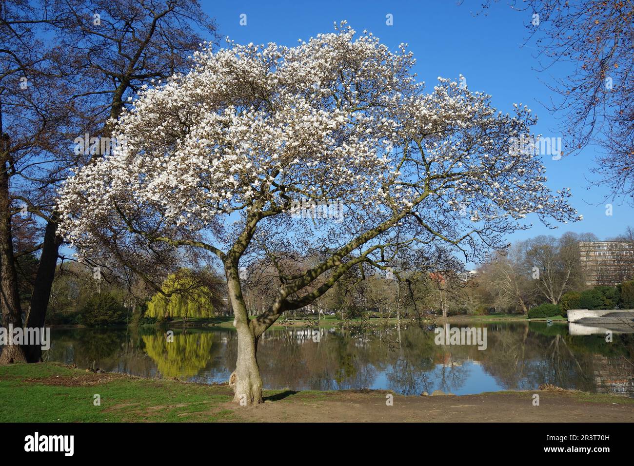 Magnolia cross hi-res stock photography and images - Alamy