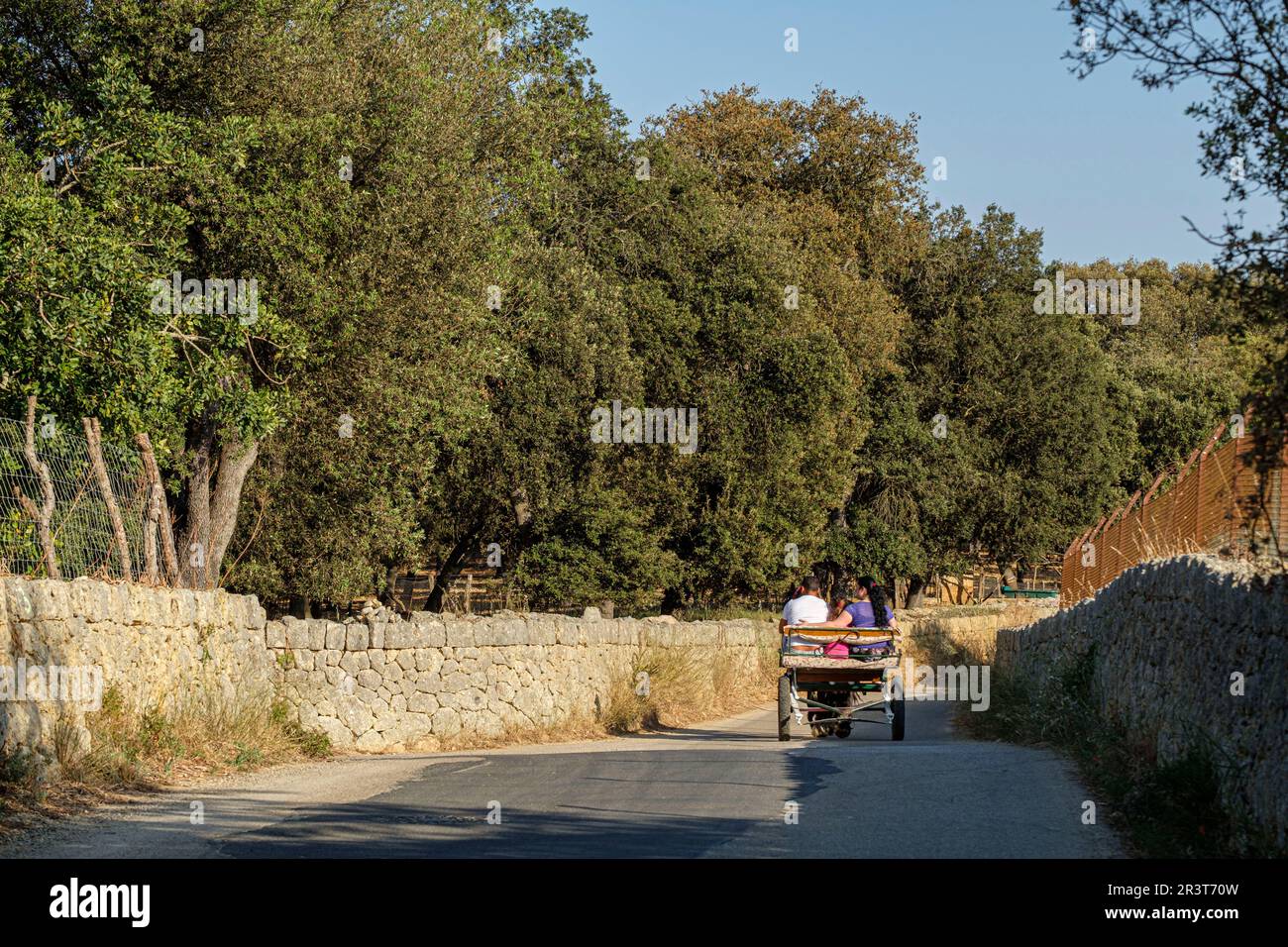 pared y bosque de Son Ramis, Inca, Mallorca, Balearic Islands, Spain ...