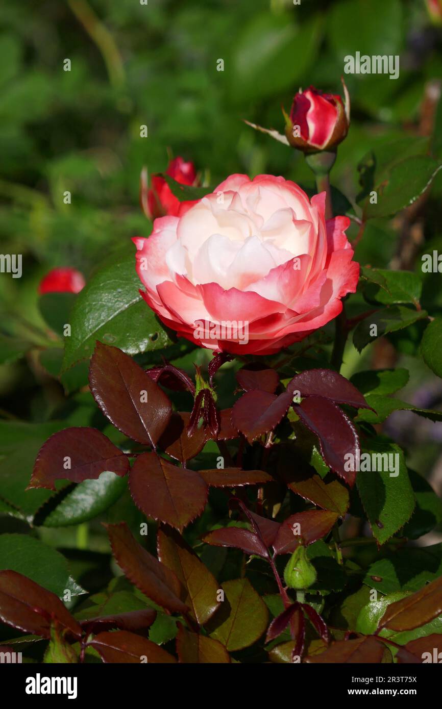 Hybrid tea nostalgia Stock Photo - Alamy