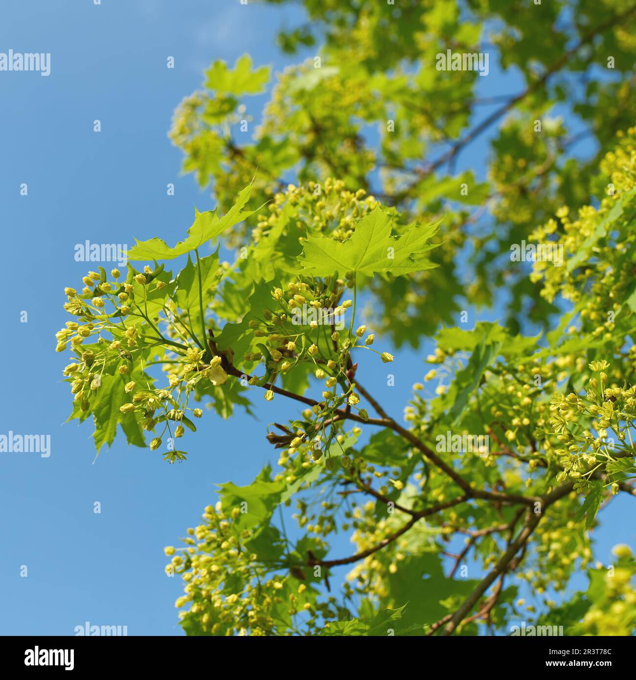 Inflorescence and leaves of a Norway maple, Acer platanoides in spring ...