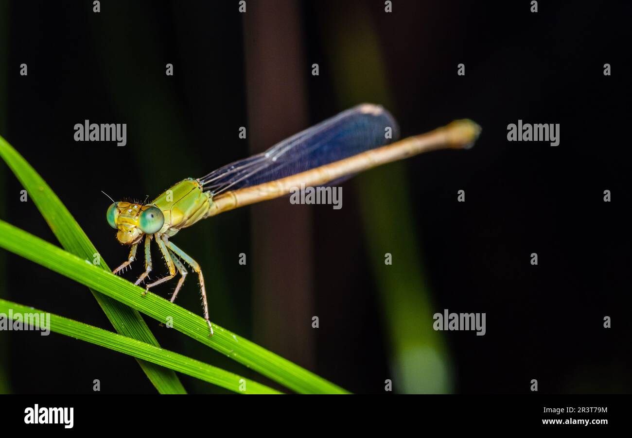 A beautiful little green Damselfly perched on green leaf and nature ...