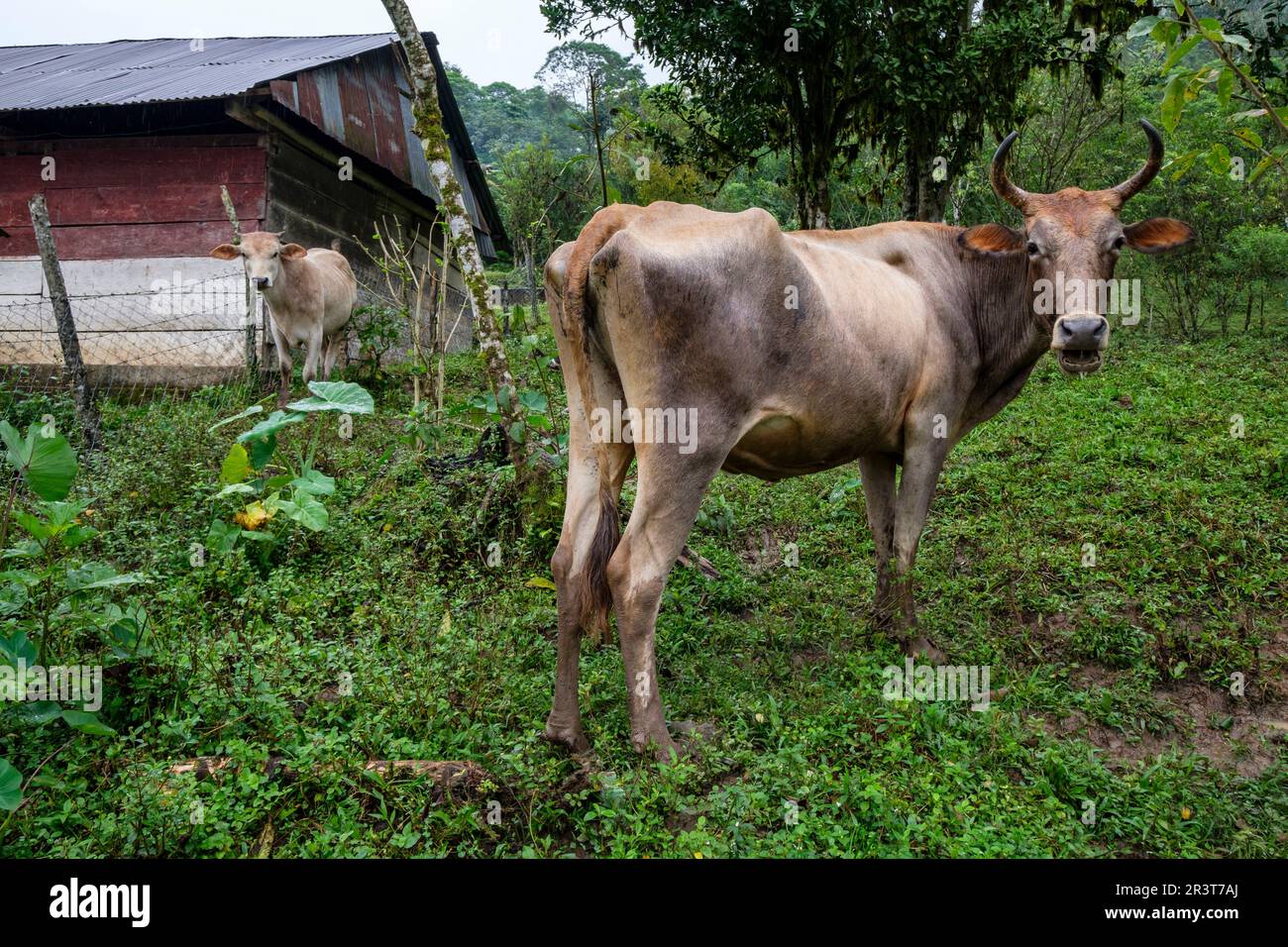 Tesoro Chiquito, La Taña, Franja Transversal del Norte , departamento ...