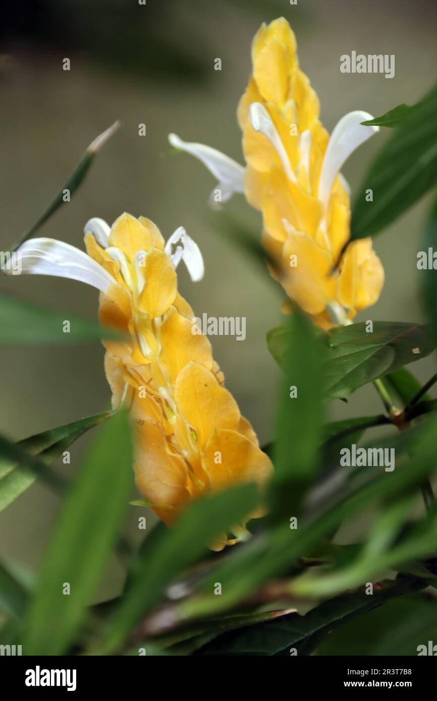 Golden ear, dense ear (Pachystachys lutea) in botanical garden Stock ...