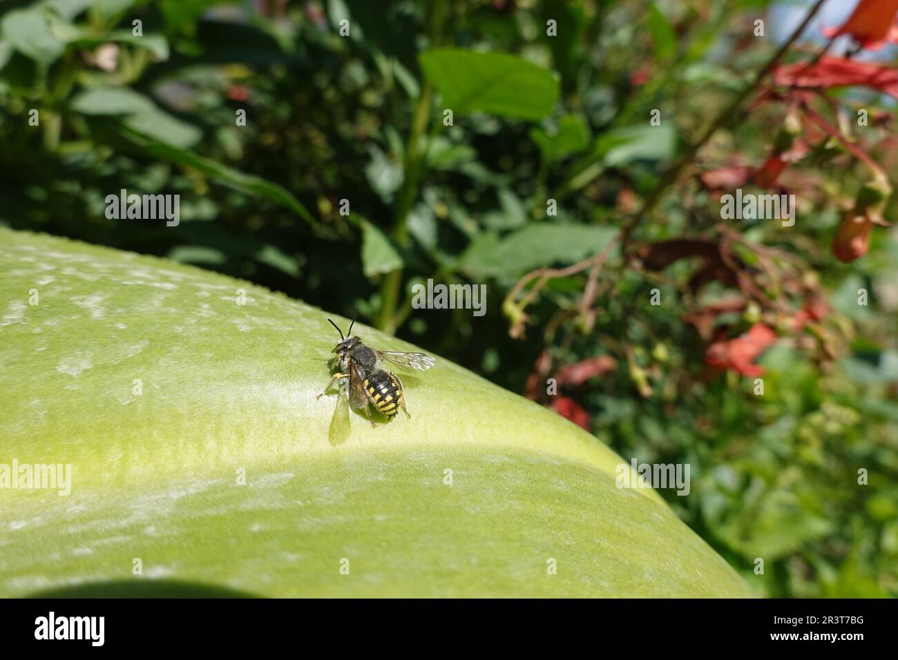 Large woolly bee or garden woolly bee (Anthidium manicatum)Large woolly ...