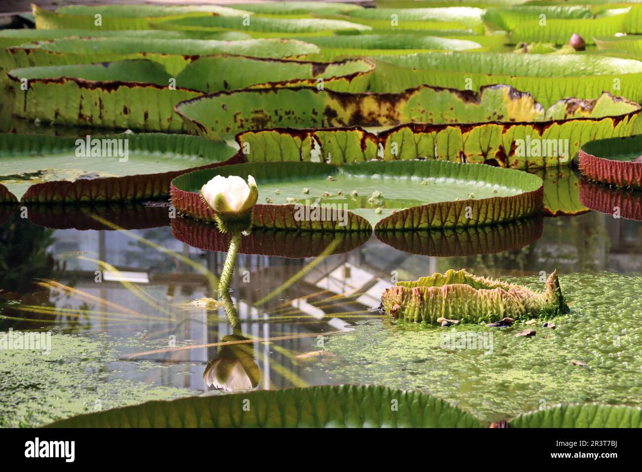 Giant water lilies (Victoria spec.) in botanical garden Stock Photo - Alamy