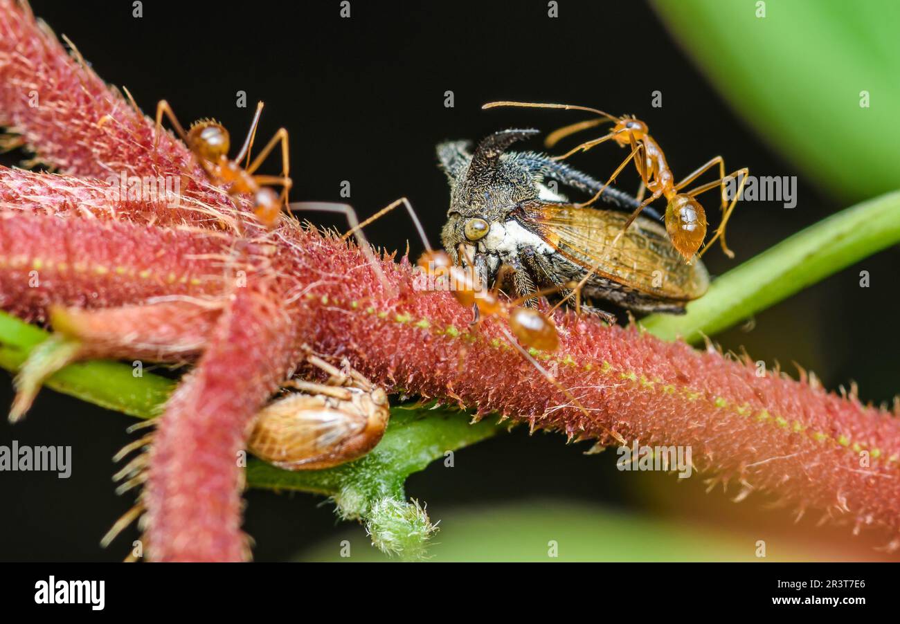 Close up a strange treehopper (horned tree hopper) on tree branch with ...