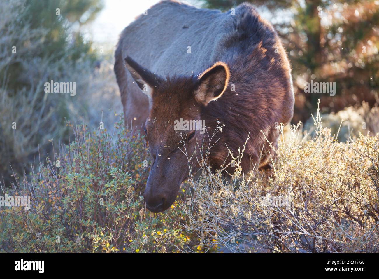 West elk mountain range hi-res stock photography and images - Alamy
