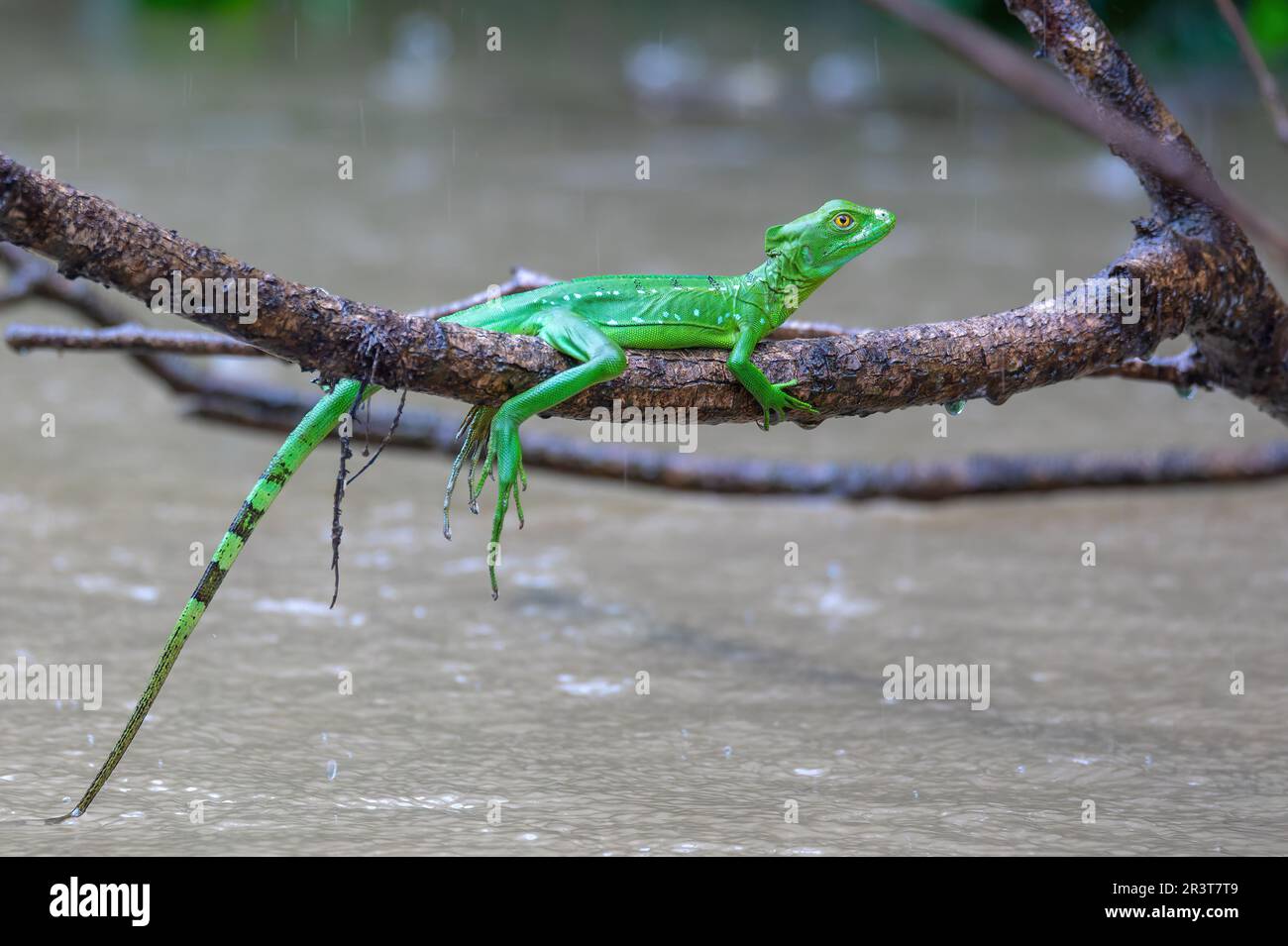 Plumed green basilisk female, Basiliscus plumifrons, Cano Negro, Costa ...