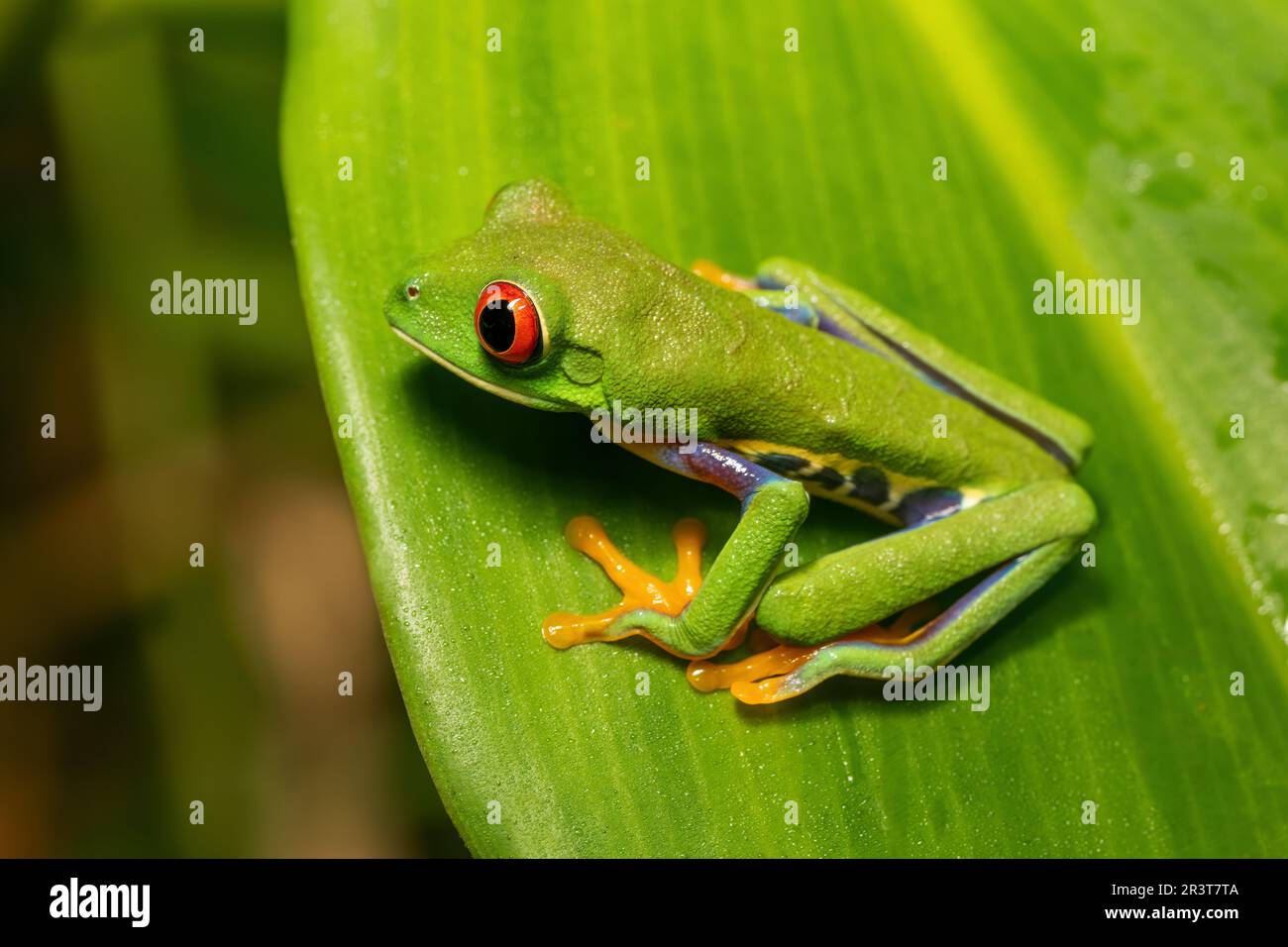 Red-eyed tree frog (Agalychnis callidryas) Cano Negro, Costa Rica ...