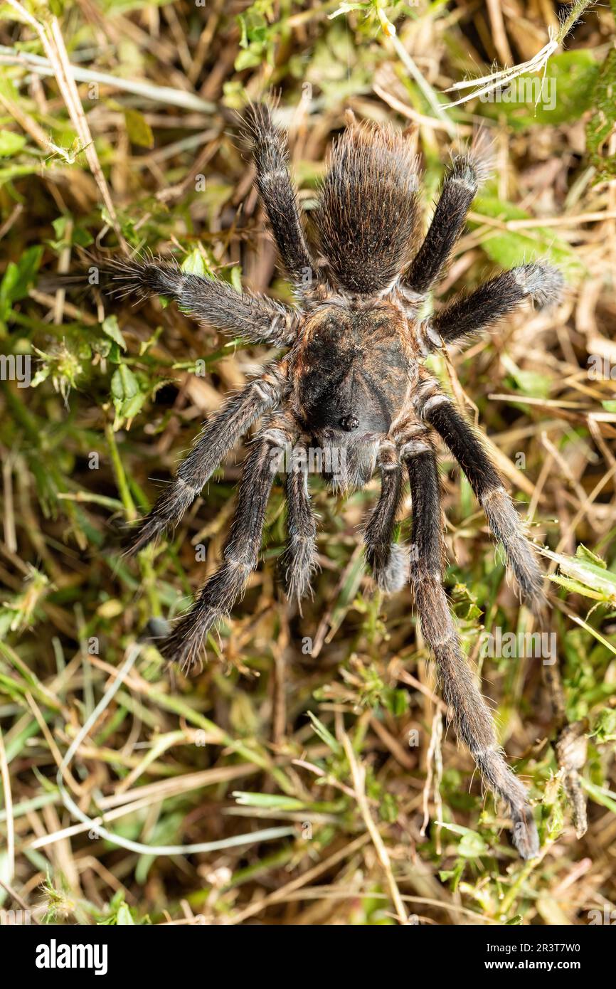 Tarantula (Sericopelma melanotarsum) Curubande de Liberia, Costa Rica ...