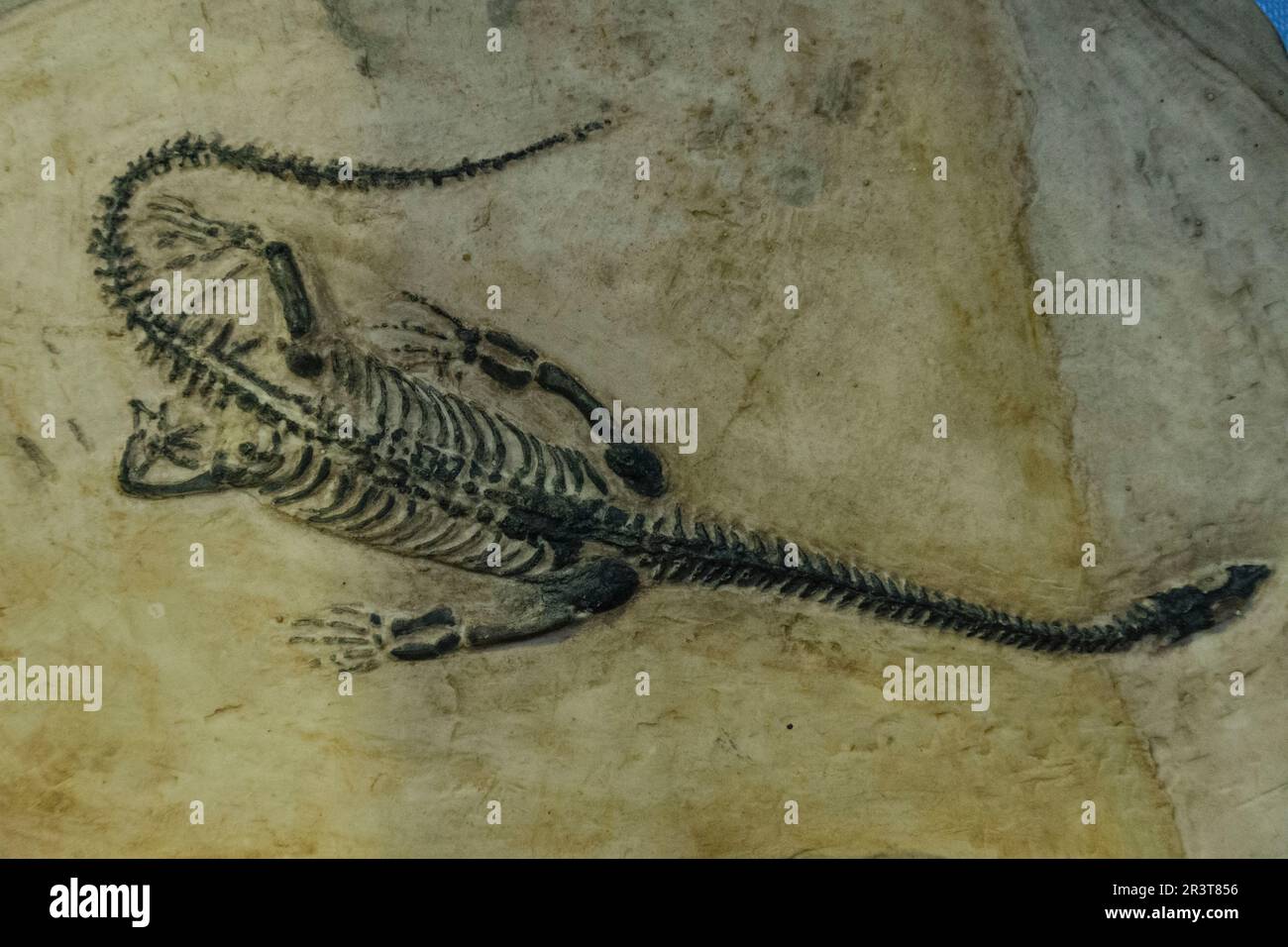 Cyamodus, hace 240 millones de anos,Dinosauria, museo de los ...