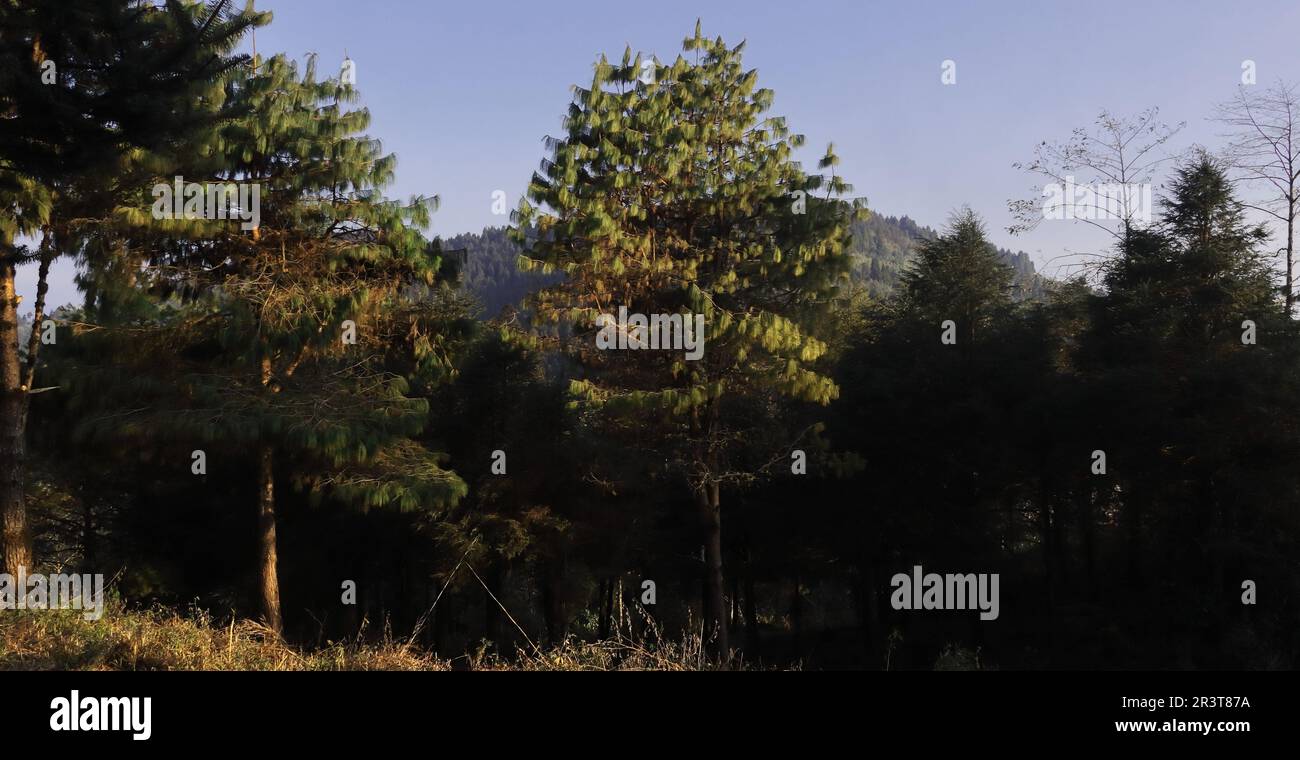 wilderness of senchal wildlife sanctuary, the coniferous evergreen ...