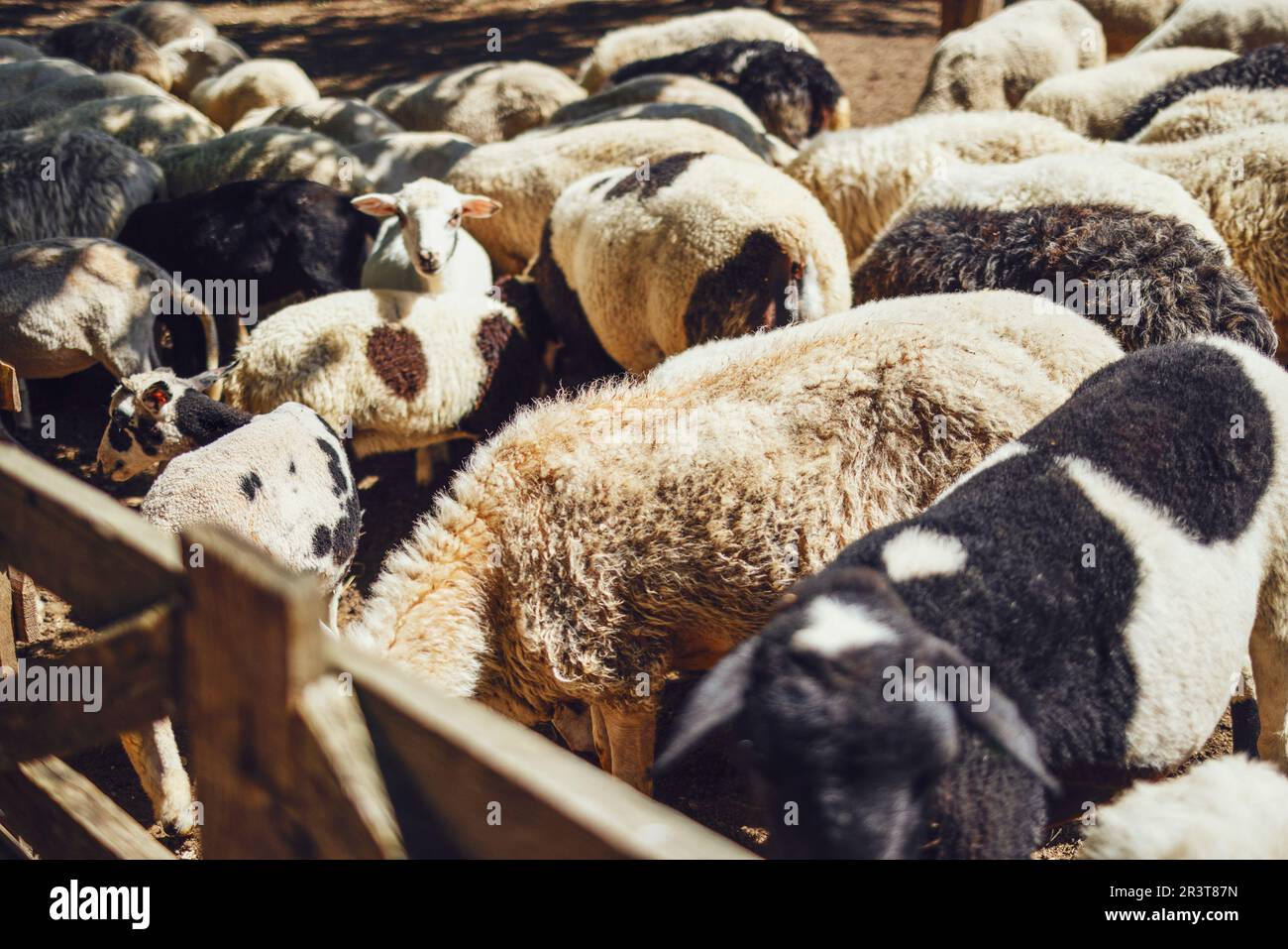 Group of sheep in farm. Modern farming dairy and meat production ...