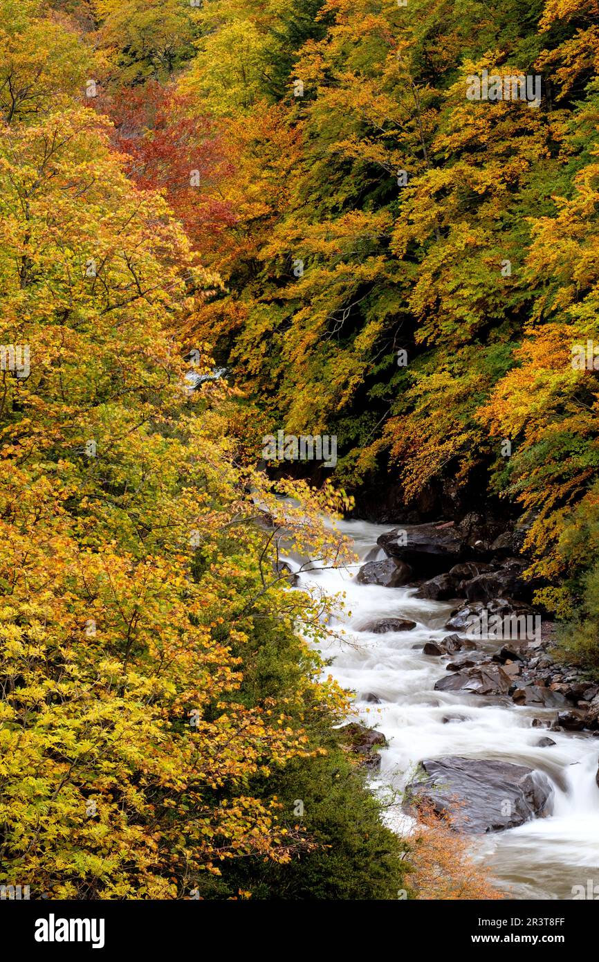 River ecosystem diagram hi-res stock photography and images - Alamy
