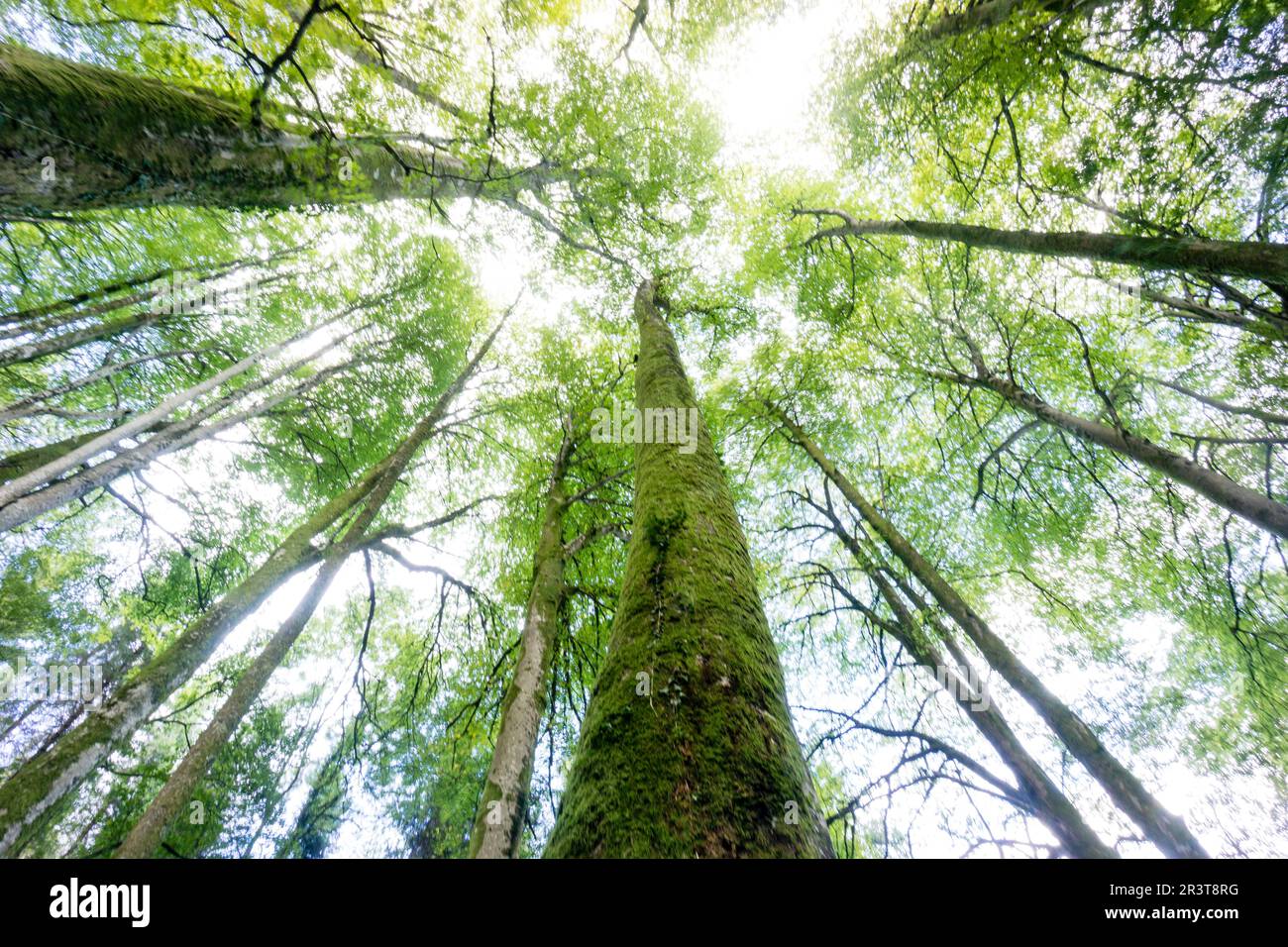 Bosque de árboles de haya hi-res stock photography and images - Alamy