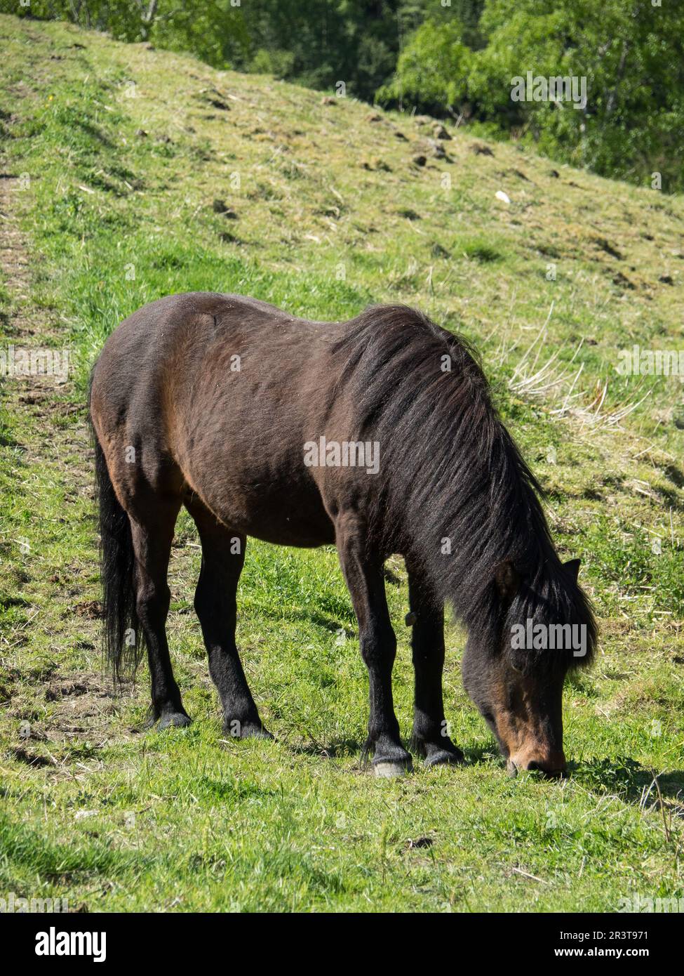 Flam in norway Stock Photo - Alamy