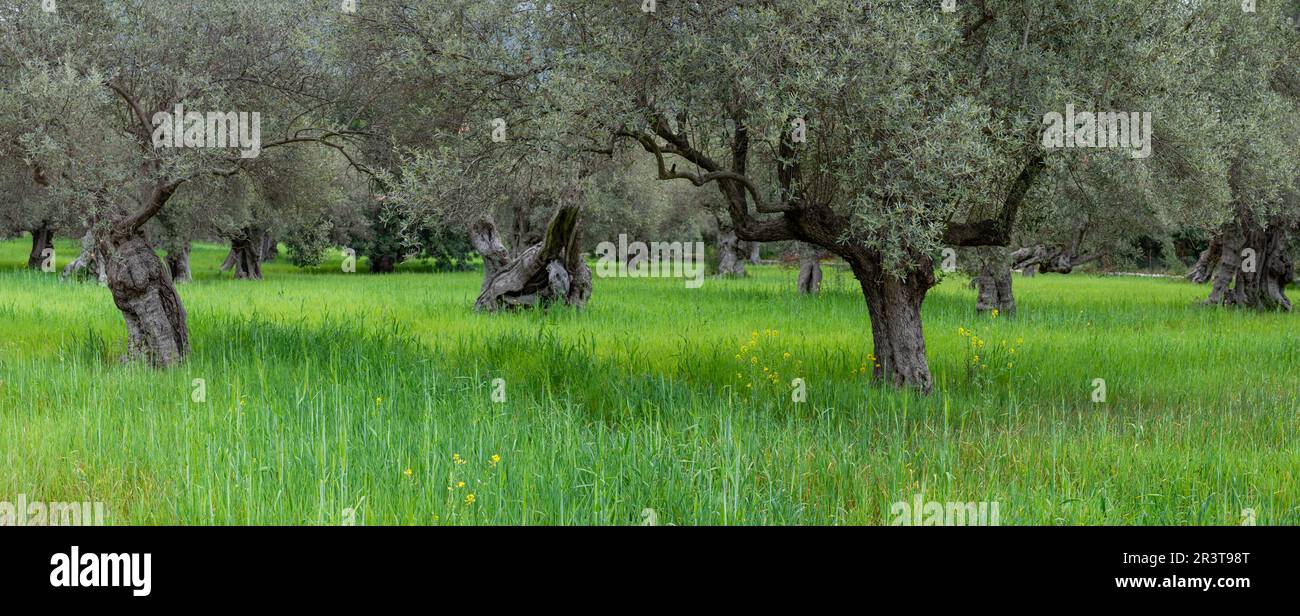 centenary olive trees of Alqueria dAvall, Bunyola, Mallorca, Balearic ...