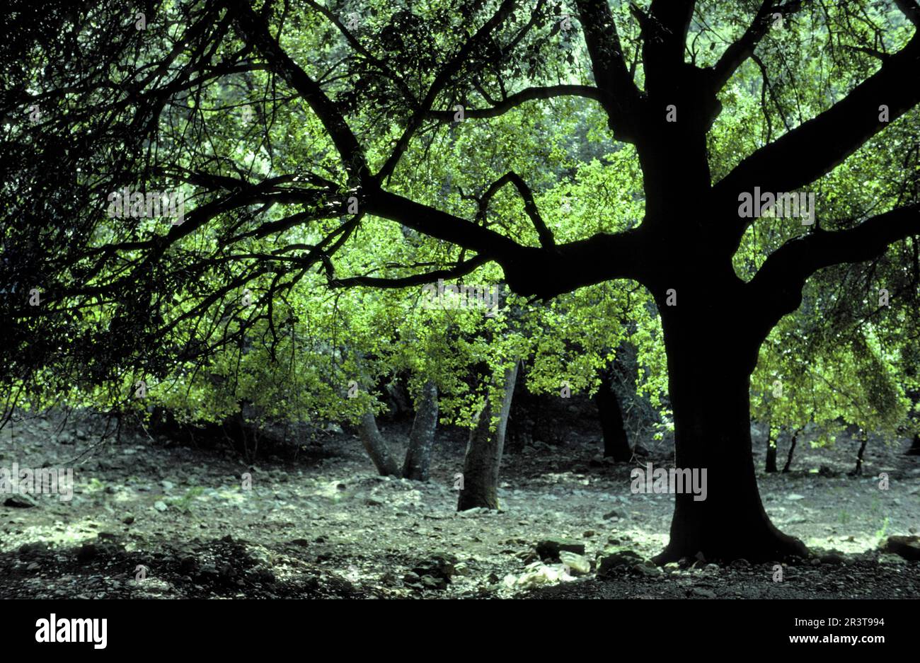 Silueta de cerca hi-res stock photography and images - Alamy