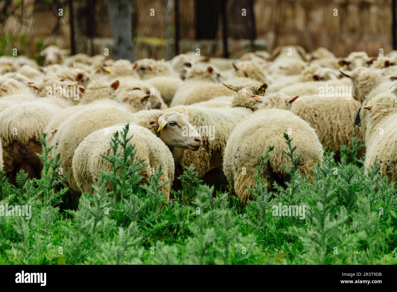 Vertebrados vertebrados hi-res stock photography and images - Alamy