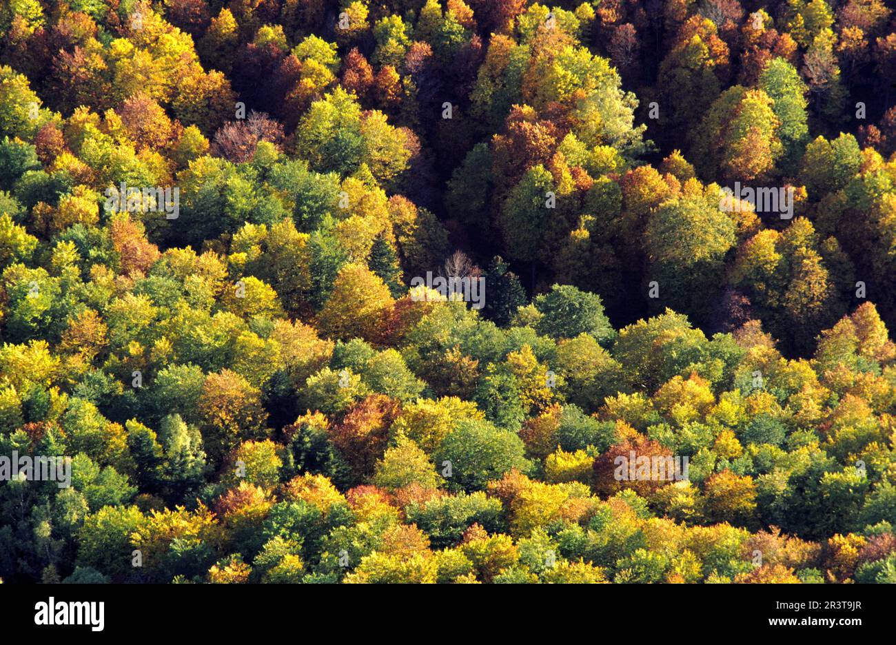 Bosque caducifolio caducifolio hi-res stock photography and images - Alamy