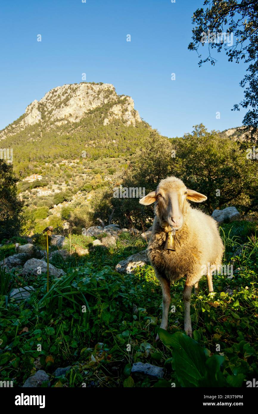Naturaleza de la oveja hi-res stock photography and images - Alamy