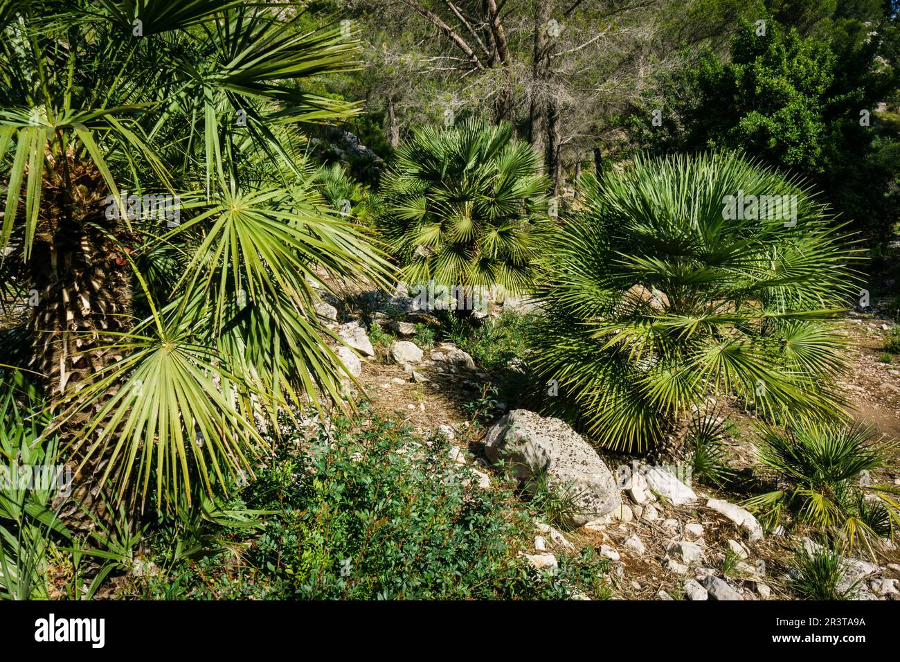 Hojas de hojas palmeadas hi-res stock photography and images - Alamy